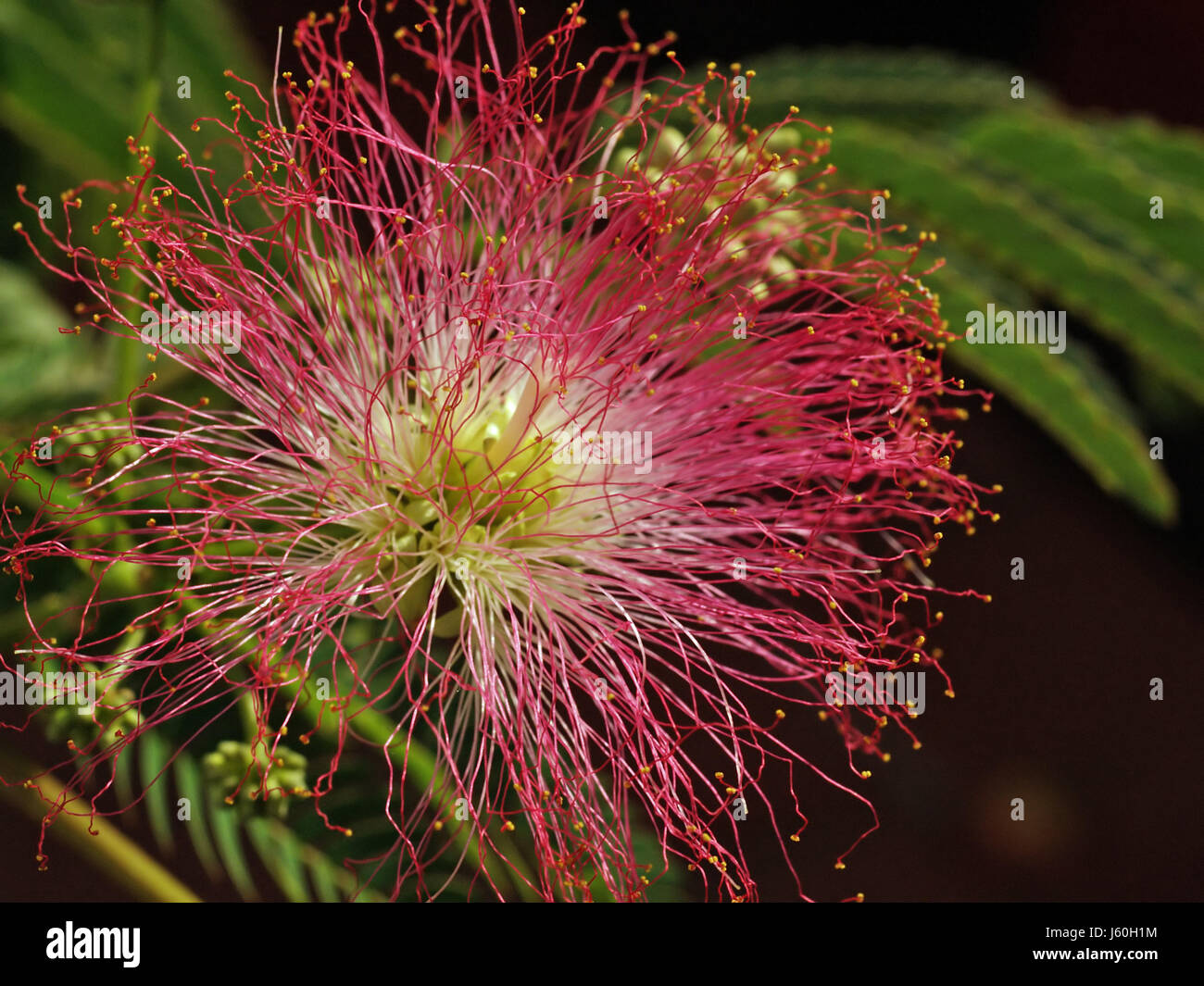 acacia,acacia blossom screen Stock Photo - Alamy