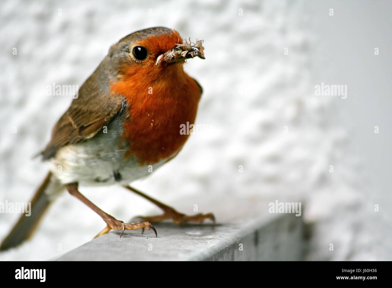 Robin peeking hi-res stock photography and images - Alamy