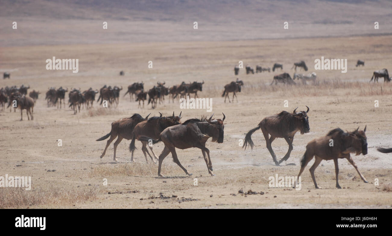 wildebeest on the run Stock Photo - Alamy