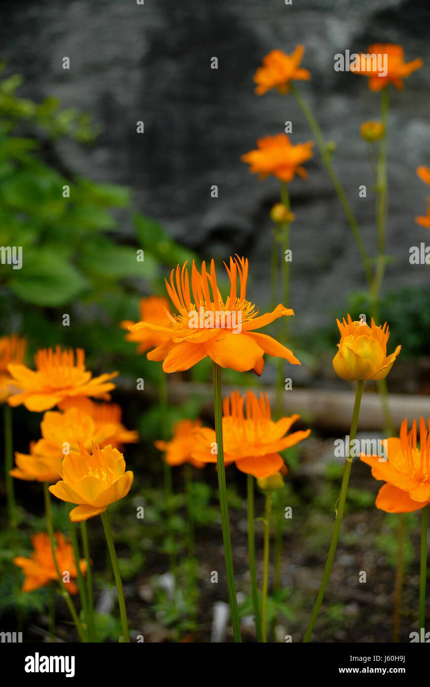 Chinaenzian hi-res stock photography and images - Alamy