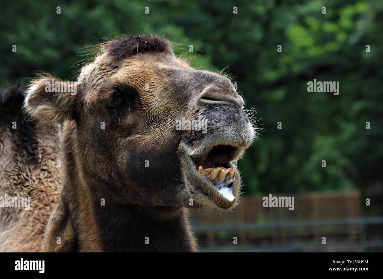 mammal asia portrait camel farm animal bactrian pack animal mammal asia ...