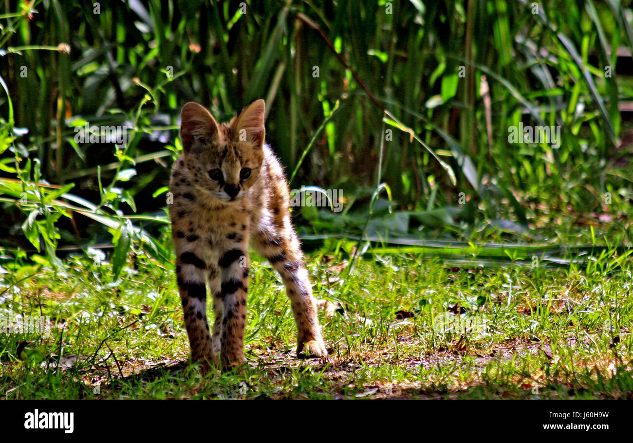 africa predator periled young younger pussycat cat domestic cat mammal ...