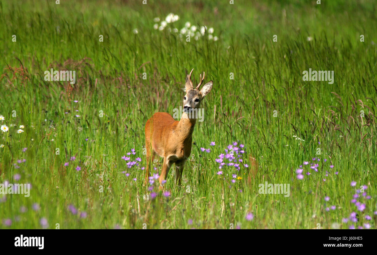 animal wild flower flowers plant flower meadow roebuck meadow roe ...