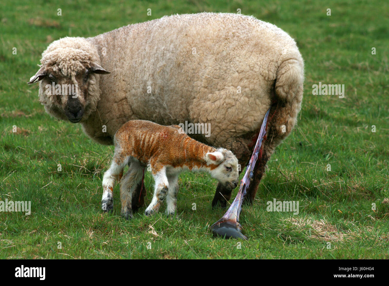 birth childbirth parturition delivery sheep blood stock farming ...