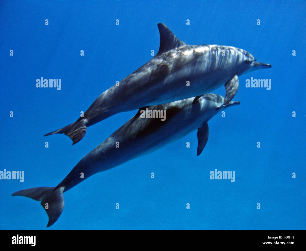 Two dolphins hi-res stock photography and images - Alamy