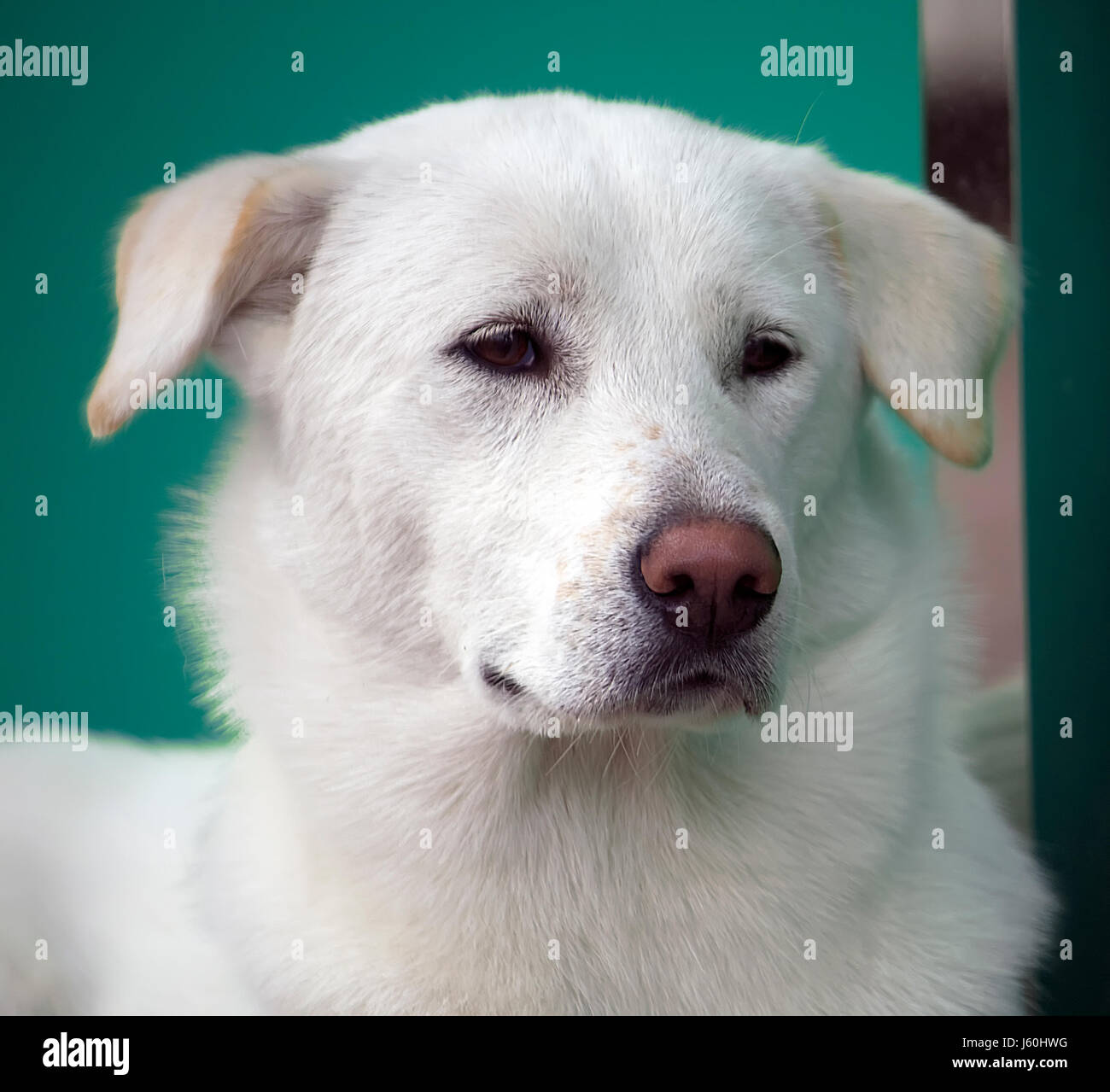 watchful lie lying lies dog muzzle labrador animal pet mammal animals ...