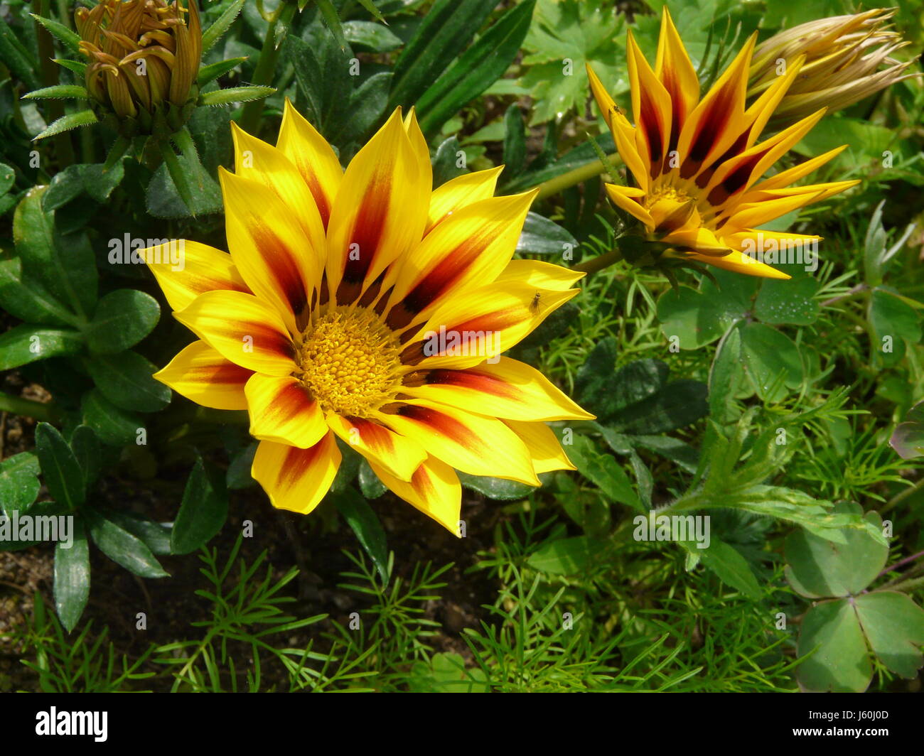 flower plant midday sepals double flower plant lunchhour yellow Stock ...