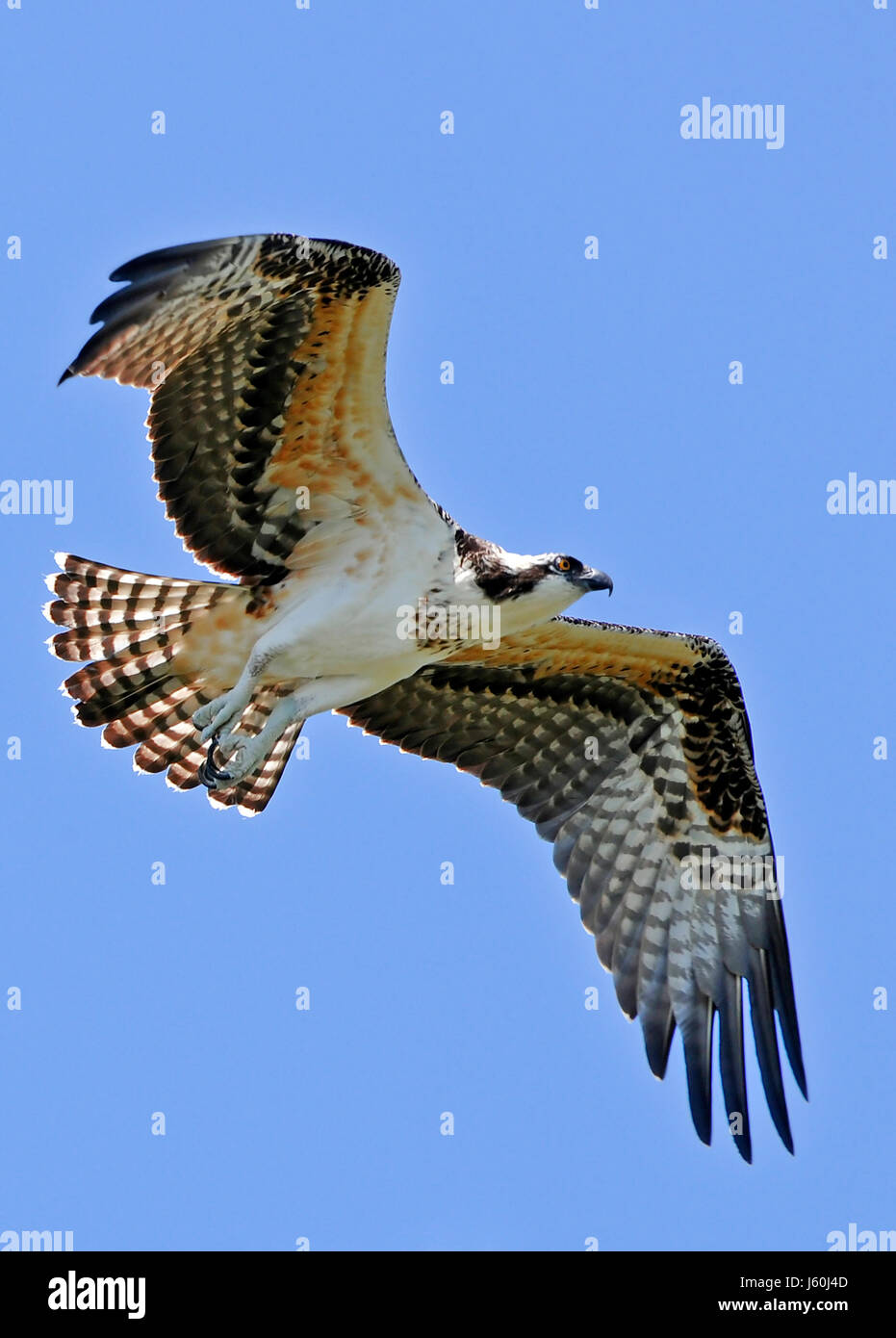 Osprey Ii High Resolution Stock Photography and Images - Alamy