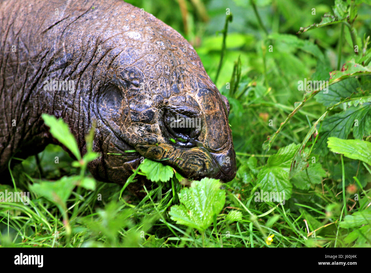 portrait reptiles seychelles periled turtle tortoise portrait ...