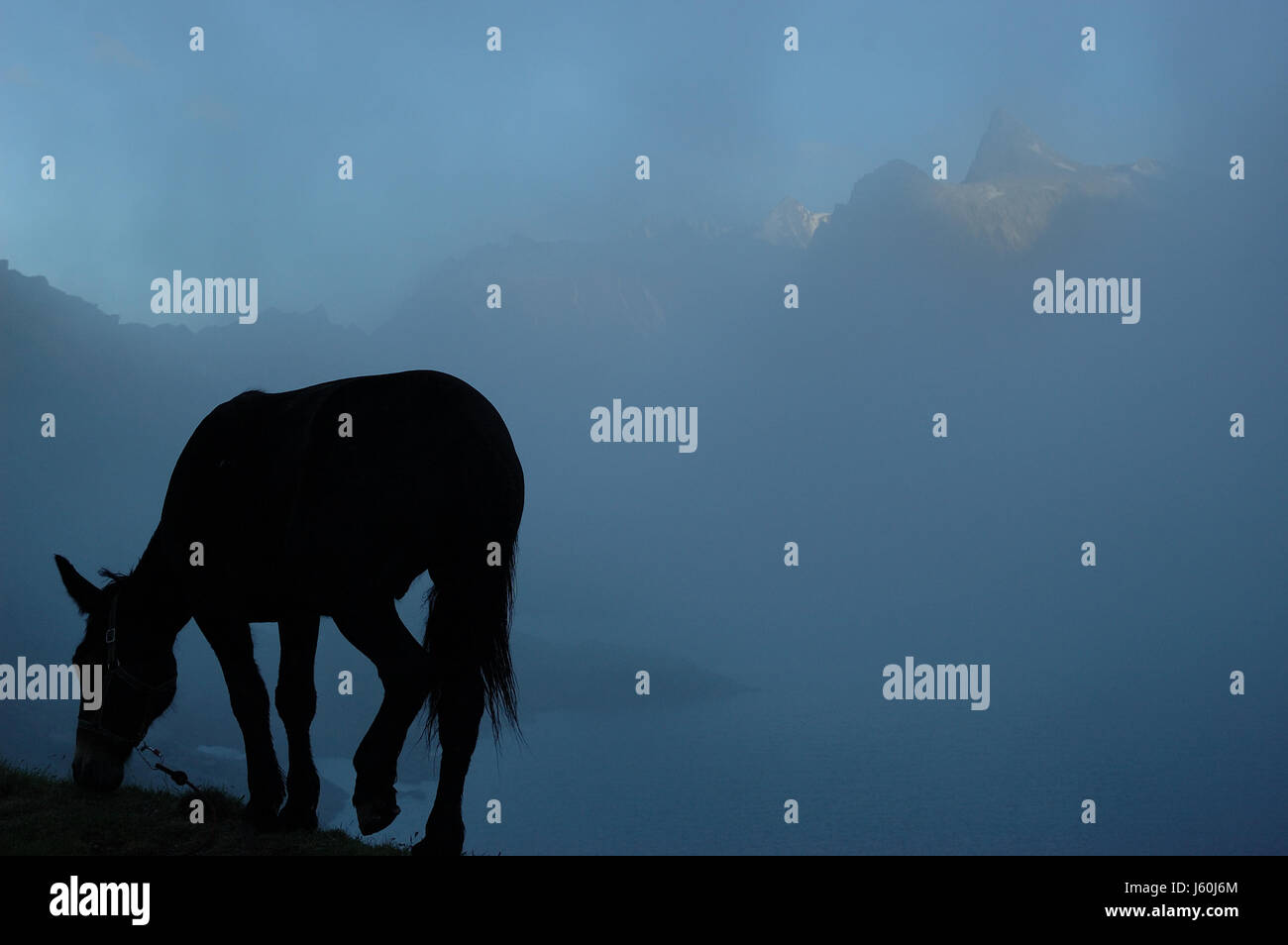 animal alps mule mountain fog switzerland alpine valais italia pass ...