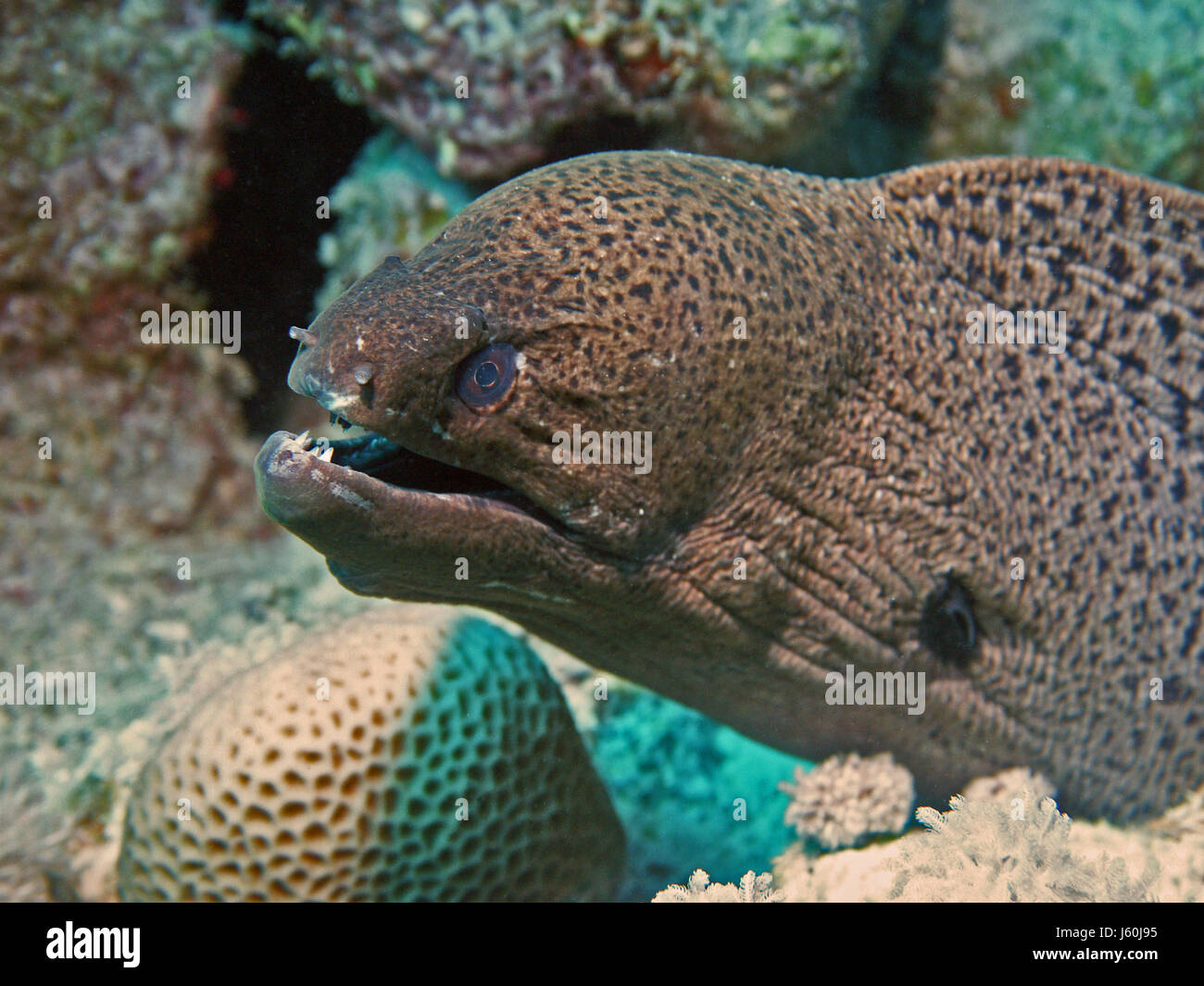 fish egypt dive reef salt water sea ocean water teeth fish underwater ...