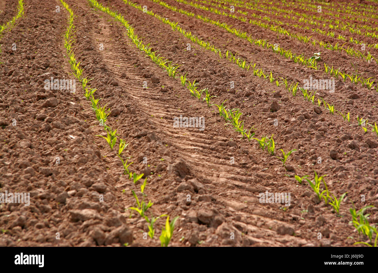 plant row acre cultivation corn sowings seed corn-growing plant green ...