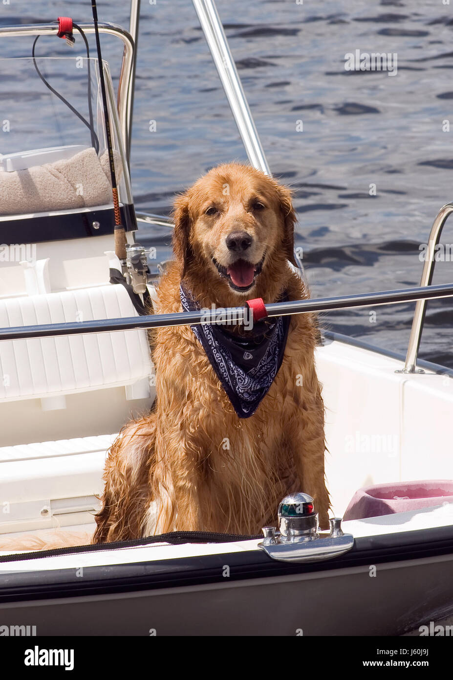 animal pet dog boat nautical canine water rowing boat sailing boat ...