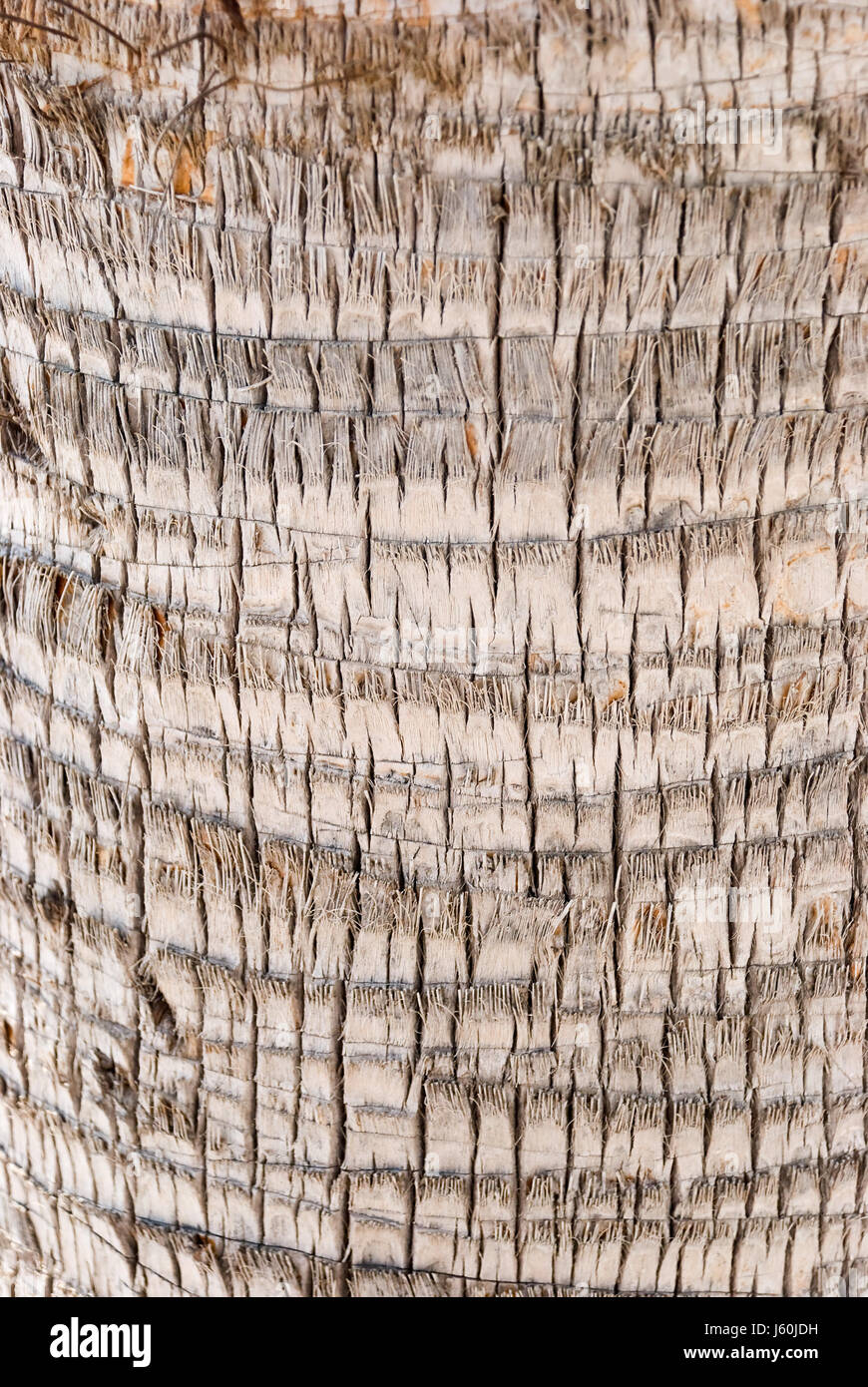 bark palm tree mediterran backdrop background bark palm tree shape ...