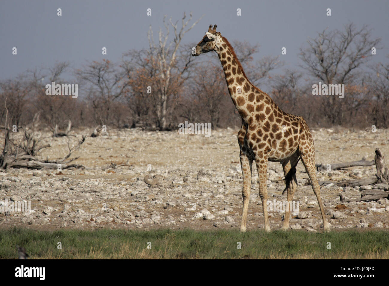 animal mammal africa savannah namibia safari giraffe animal mammal ...
