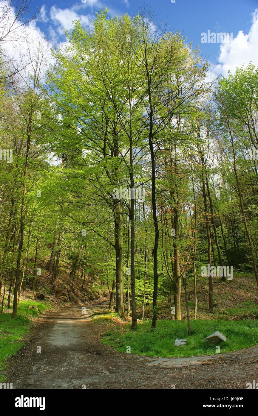 leaf tree green spring path way forest leaf tree trees green leaves ...