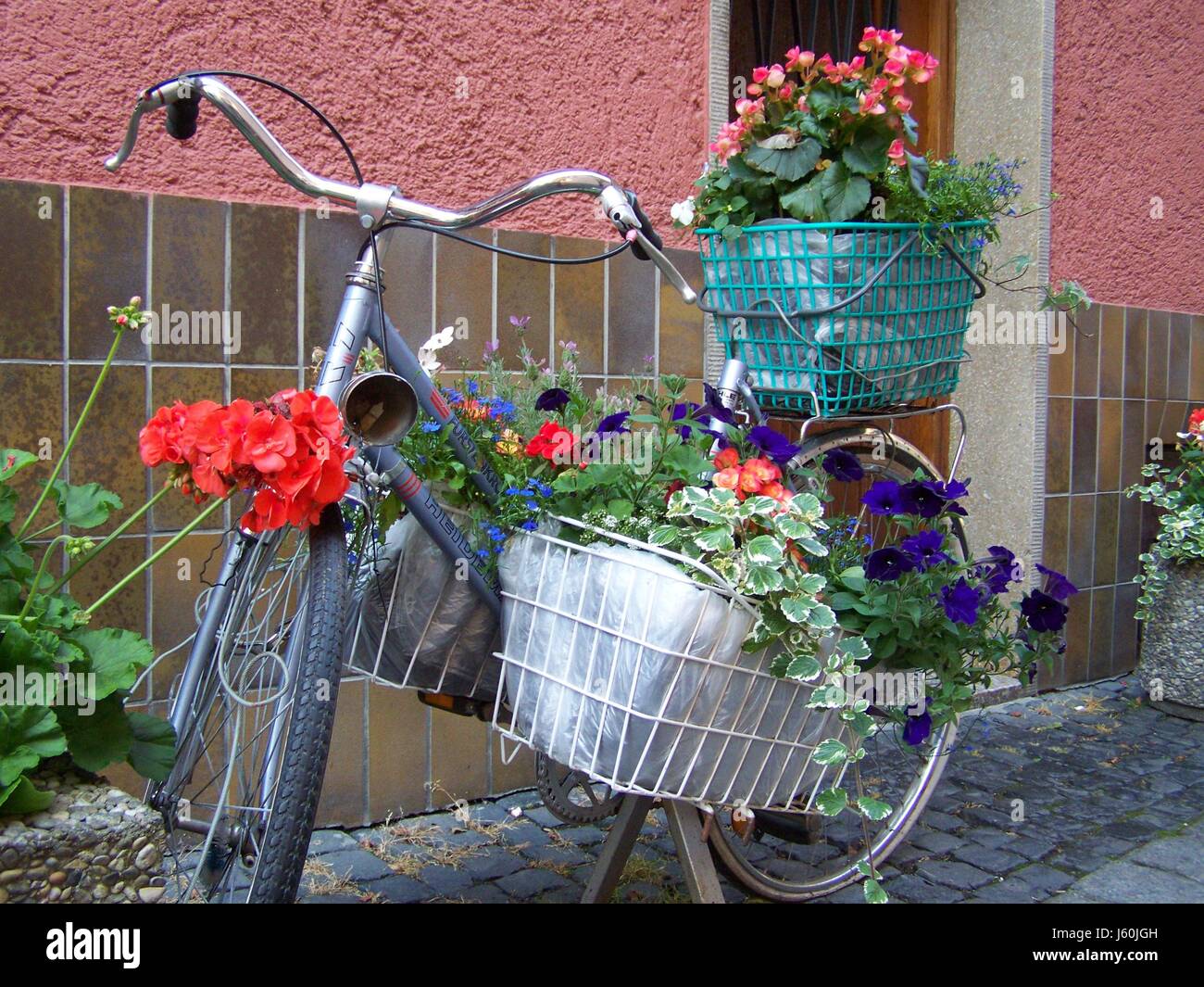 plant flower blossoms spring decoration bleed bike bicycle cycle old ...