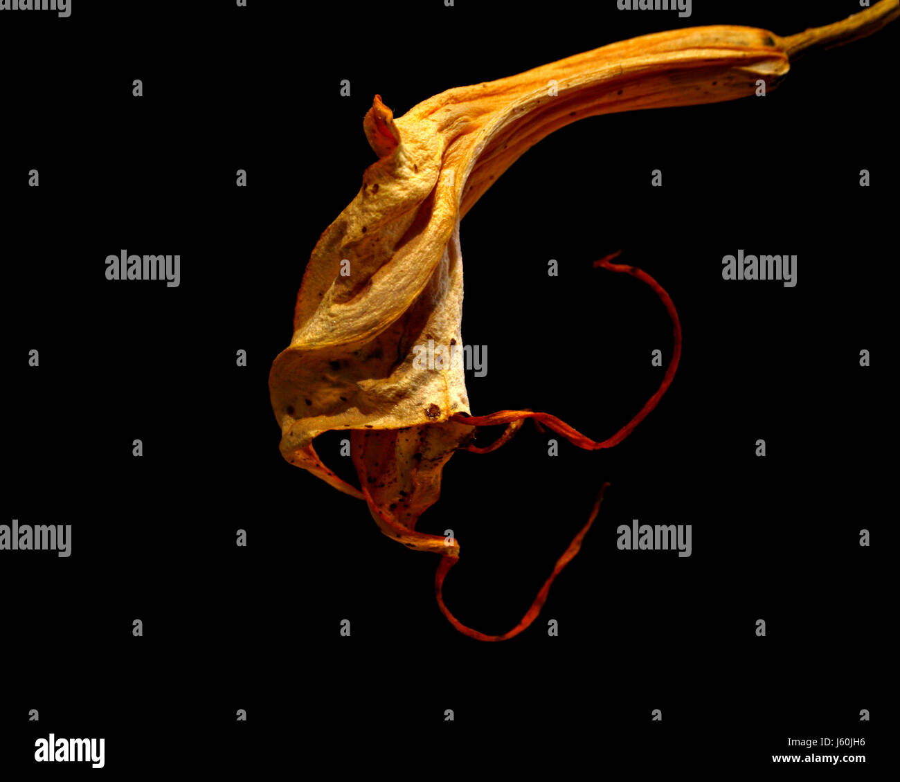 bloom blossom flourish flourishing decayed tropical perishable flower ...