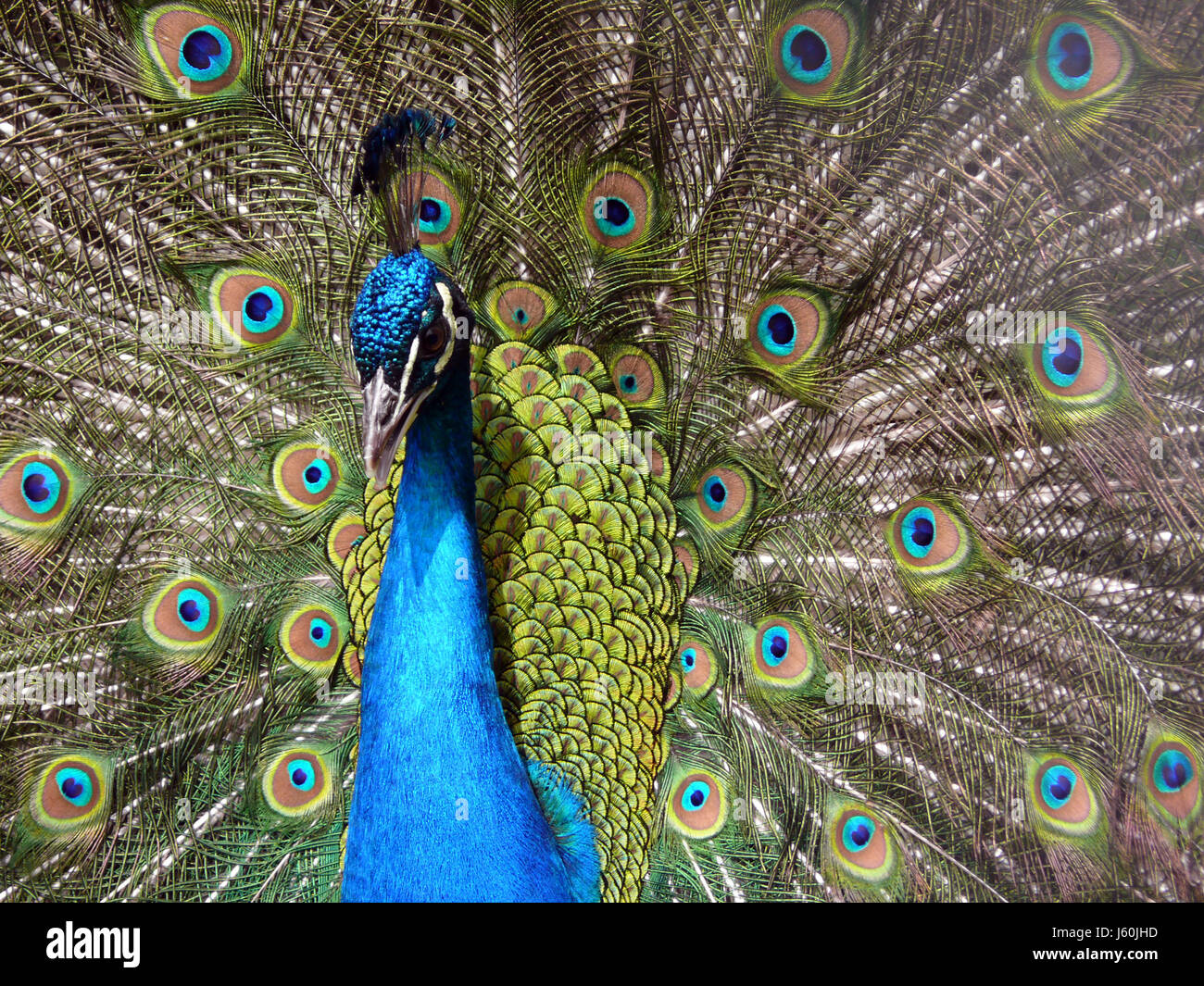 Flirting peacock hi-res stock photography and images - Alamy
