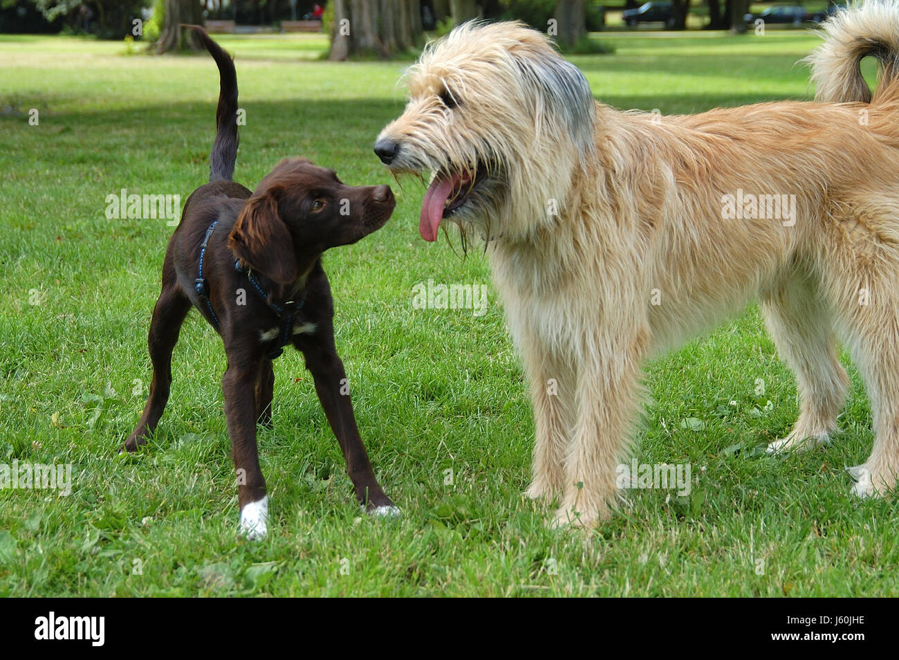 puppy hounds dog hound puppies whelps pupies animal dog dogs puppy ...