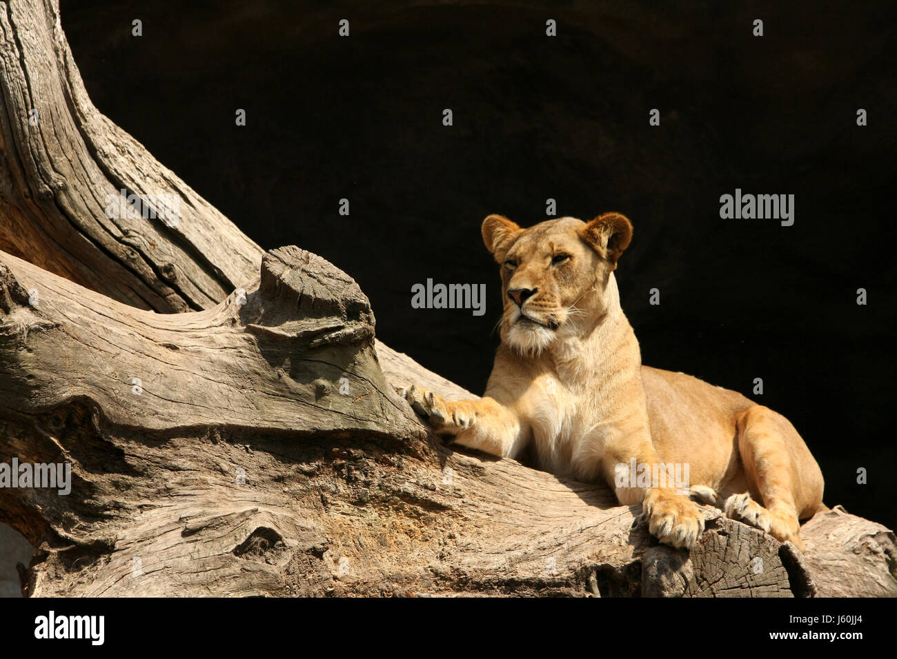 animal mammal lion cat big cat feline predator predator pussycat ...