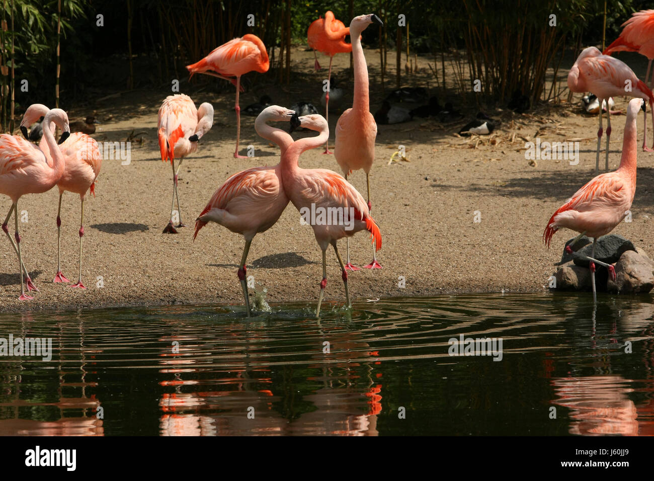 bird flower rose plant birds pink flamingo bird flower rose plant birds ...