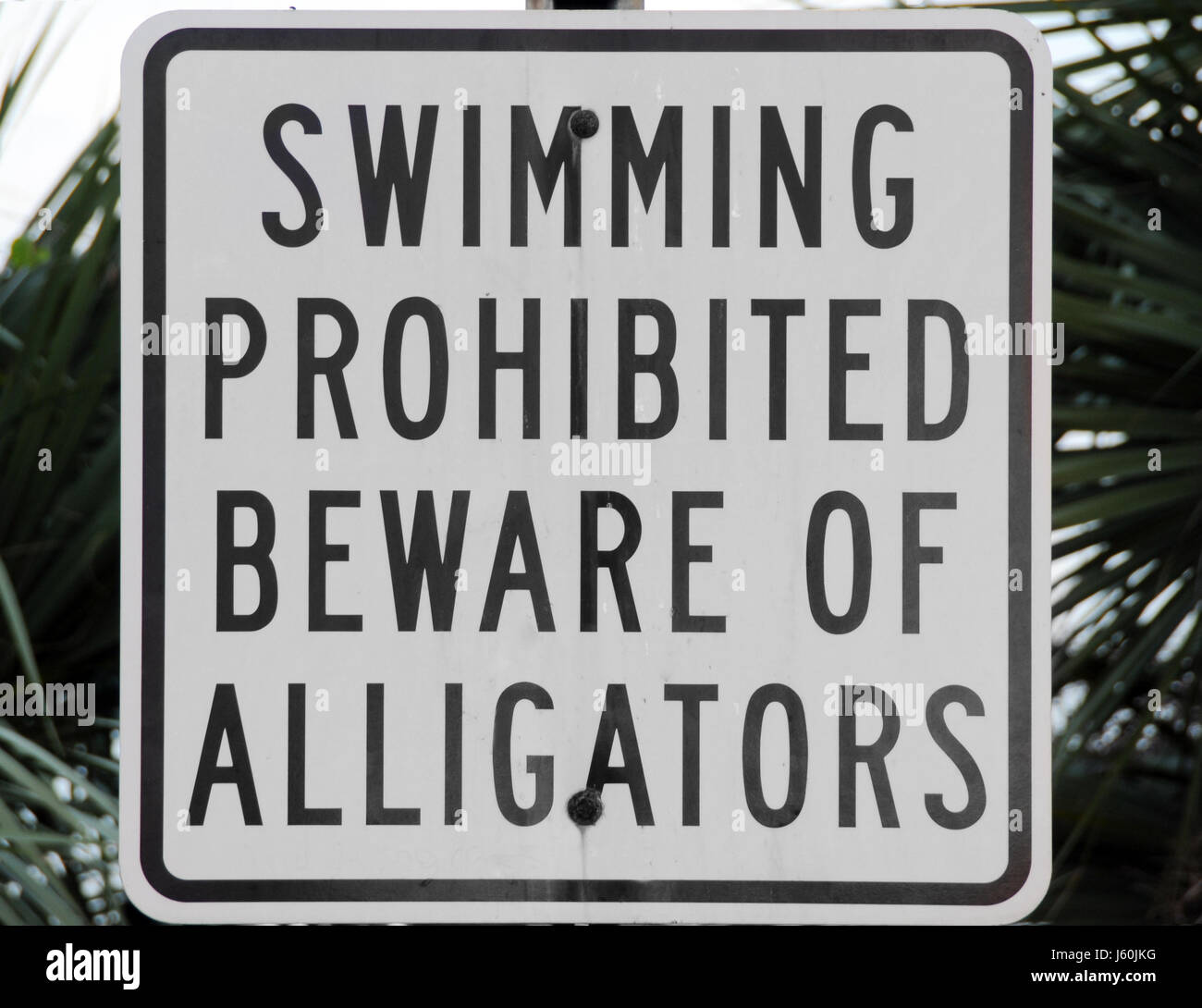 sign signal crocodile alligator hint pointing swimming swiming swim ...