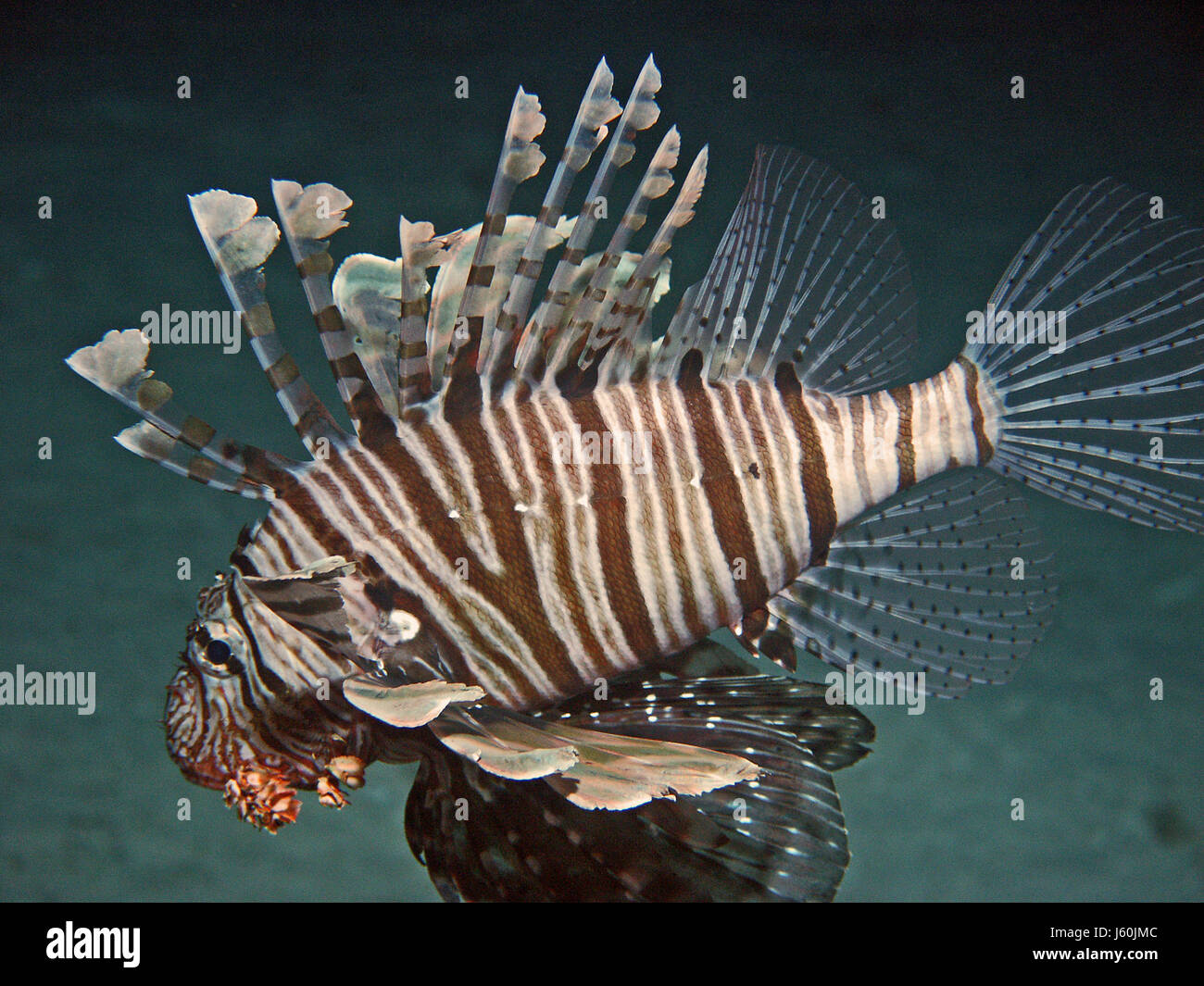 creature salt water water dive pisces sea ocean toxic poisonous holiday ...