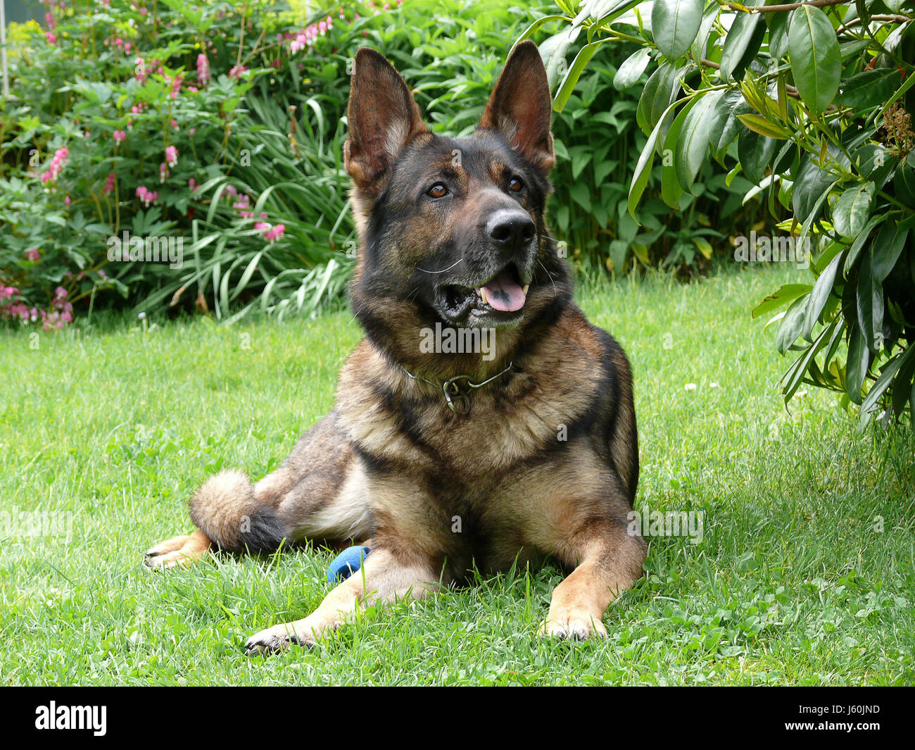pet watchful dog german sheperd german sheperd dog watchdog pedigree ...