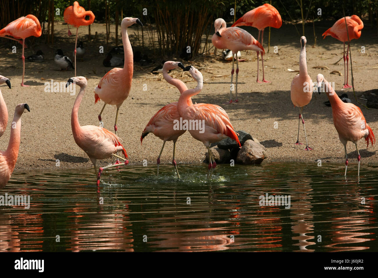 bird flower rose plant birds pink flamingo bird flower rose plant birds ...