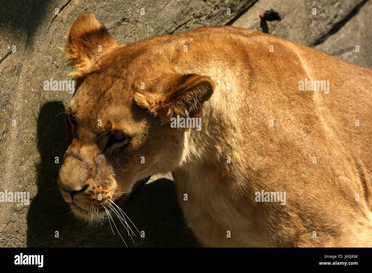 animal mammal lion cat big cat feline predator predator pussycat ...