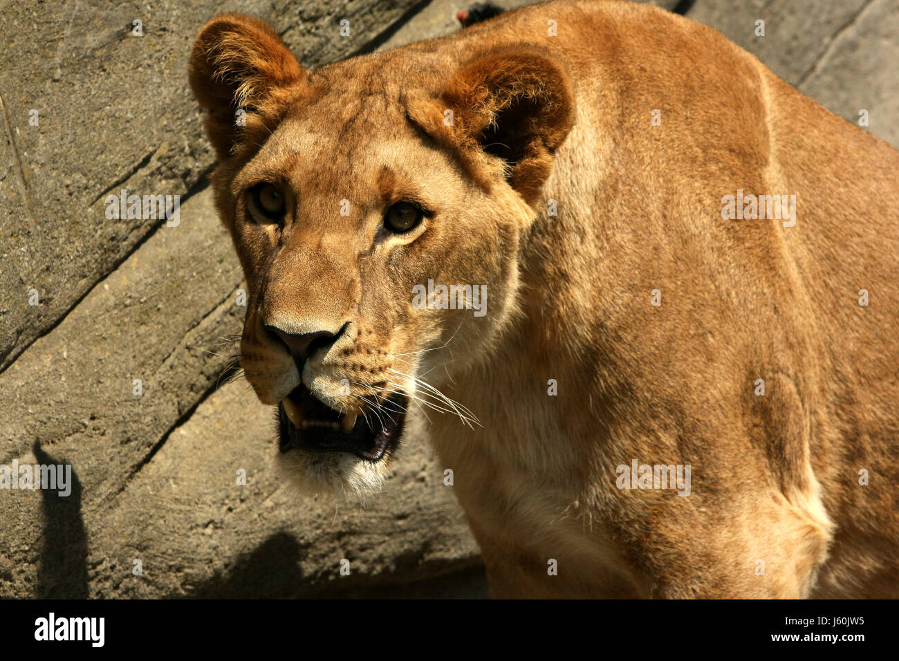 animal mammal lion cat big cat feline predator predator pussycat ...