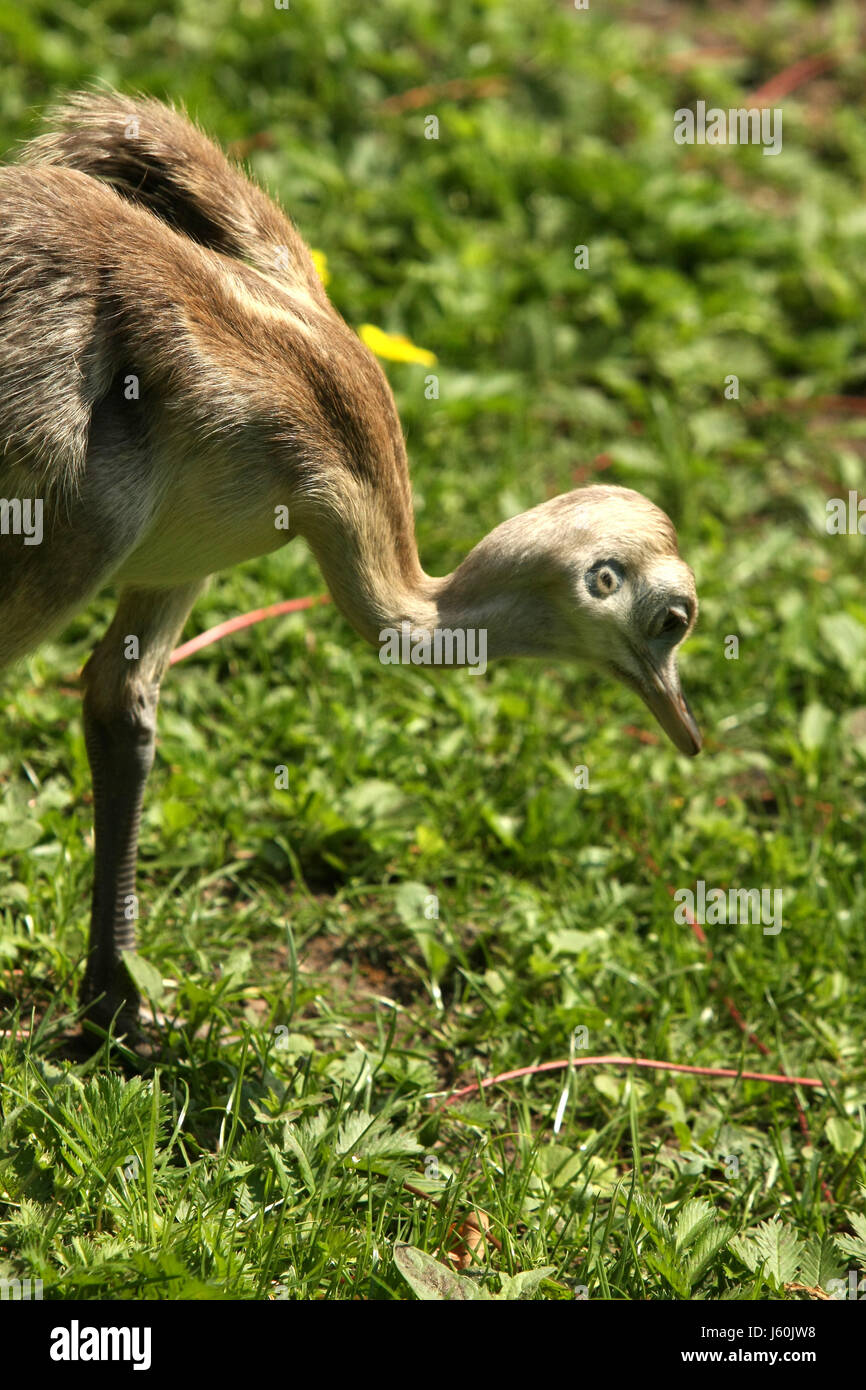 bird birds ostrich nosegay bird birds ostrich cursorial birds nosegay ...