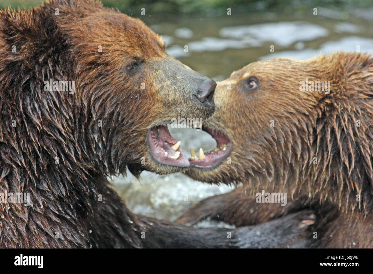 fight fighting bear predator bears fight fighting animal mammal bear ...