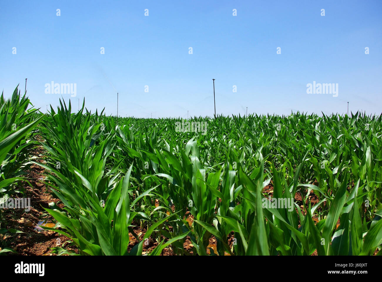 agriculture farming vegetable farm corn grow row blue food aliment ...