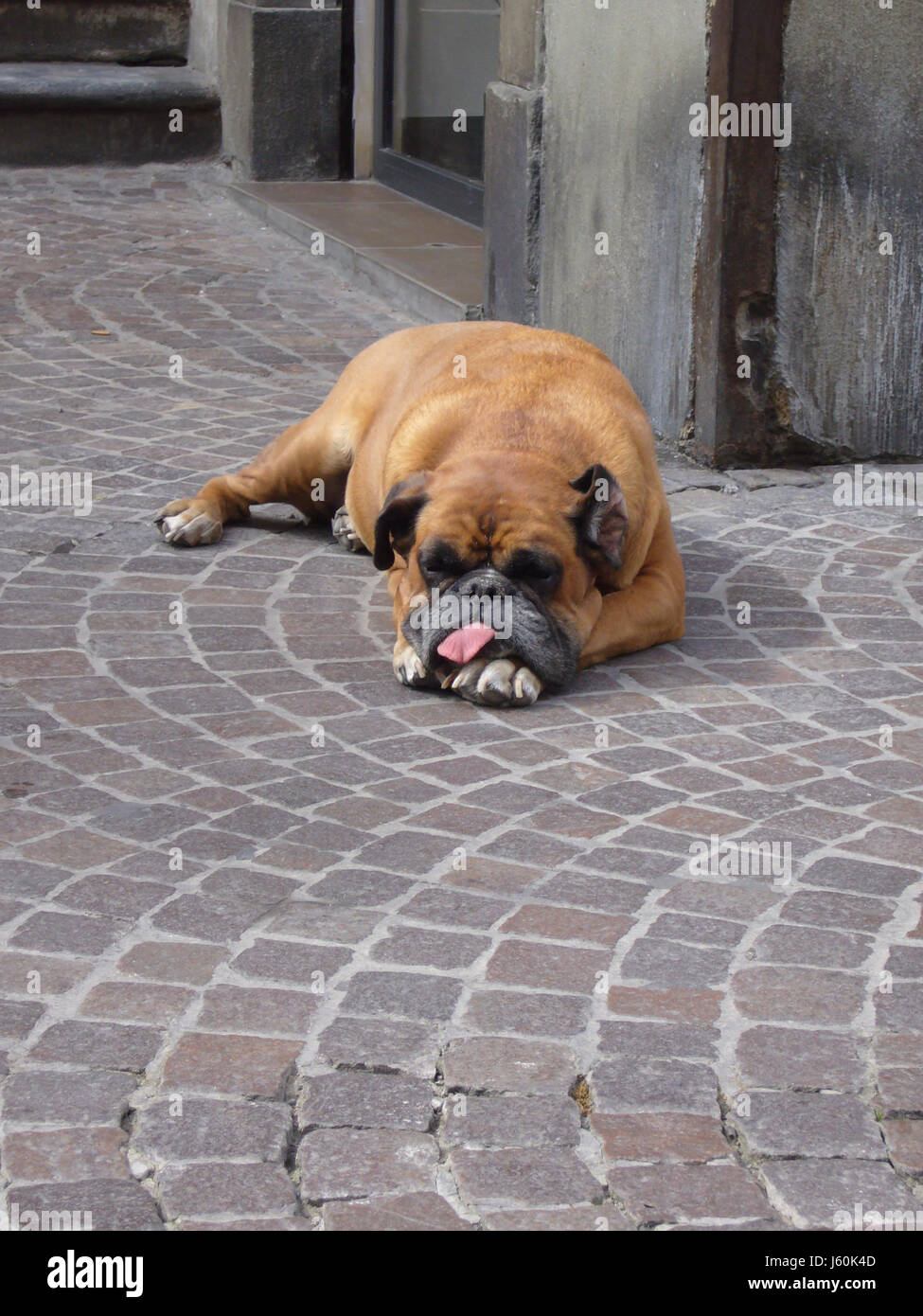 Tired Bulldog
