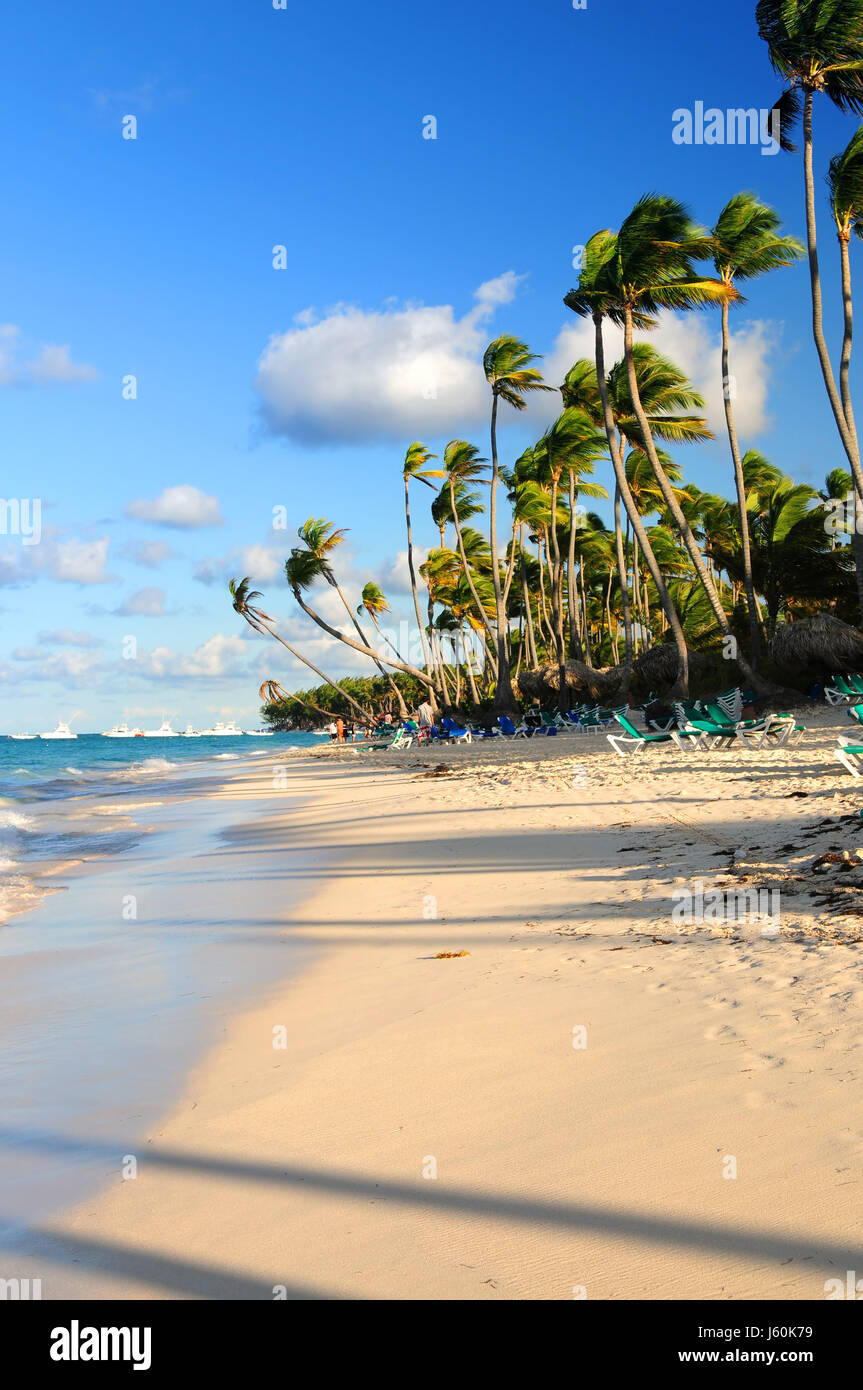 tree beach seaside the beach seashore palm sandy salt water sea ocean ...