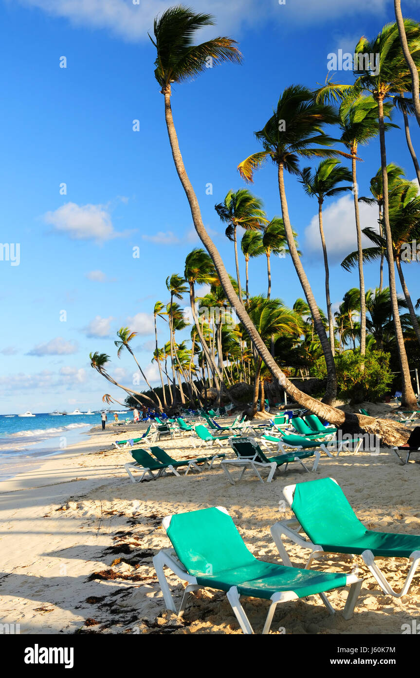 tree beach seaside the beach seashore chairs palm resort sands sand ...