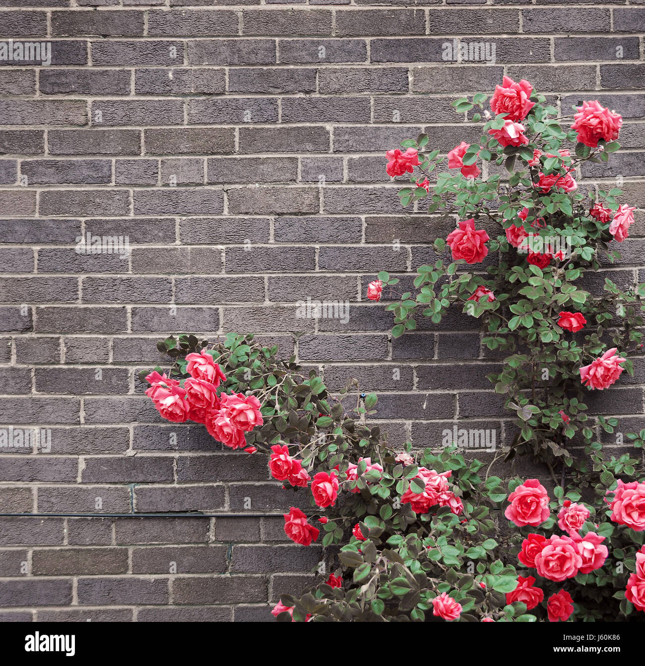 Climbing rose climbing roses hi-res stock photography and images - Alamy