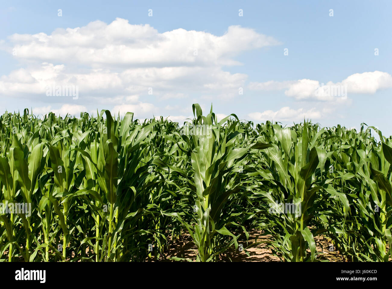 agriculture farming field summer summerly ripe corn farm grow ...