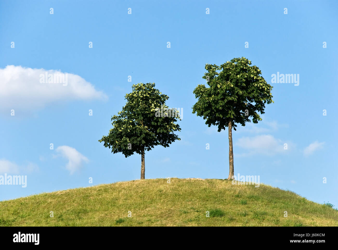 trees on the hill Stock Photo - Alamy