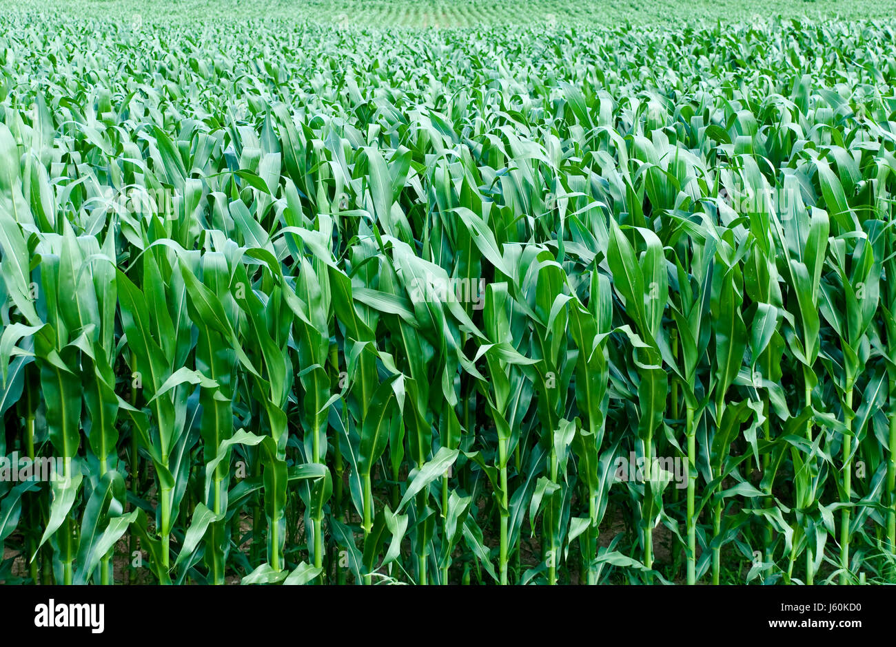 Maisfeld hi-res stock photography and images - Alamy