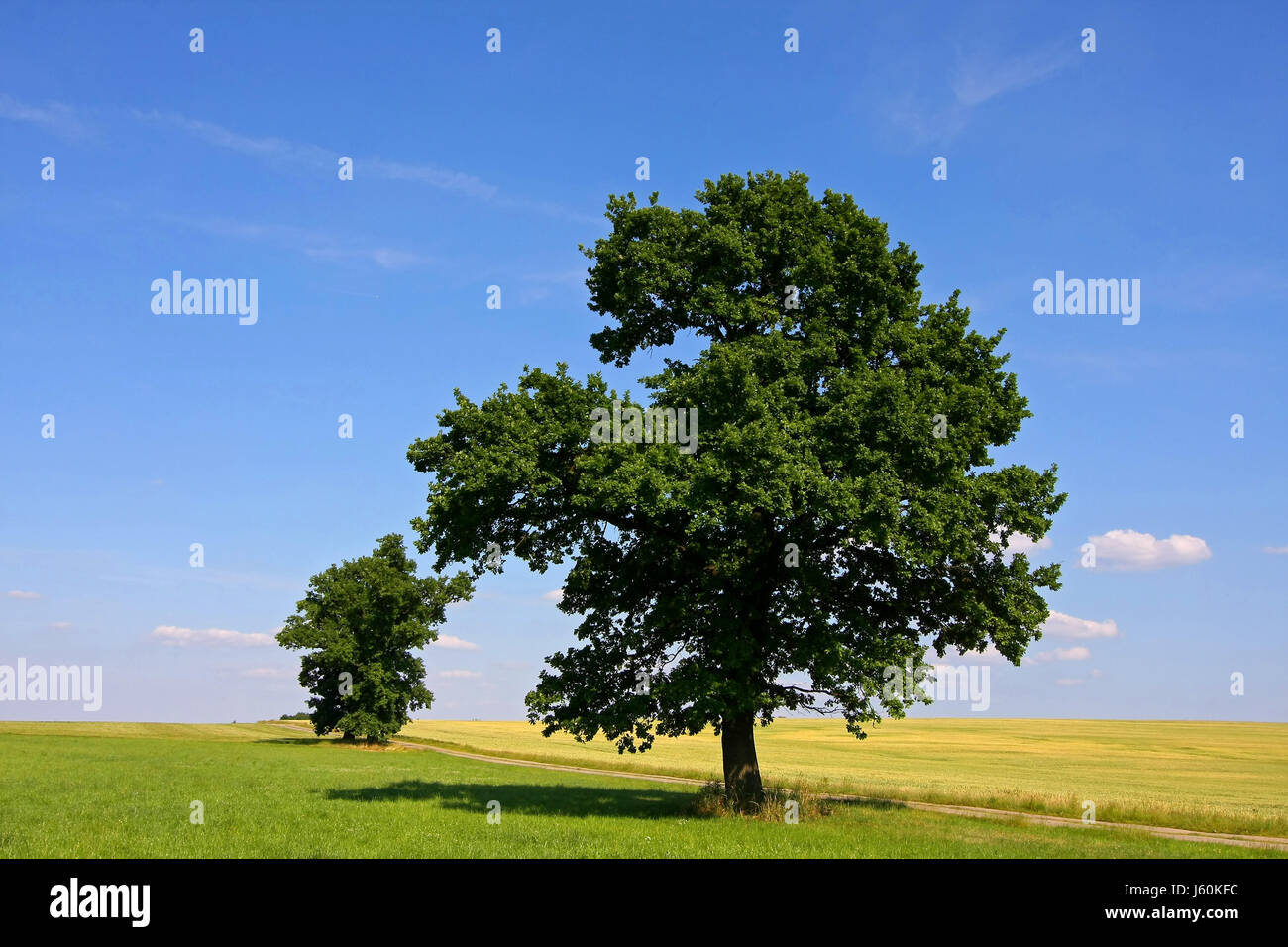 tree deciduous tree summer summerly oak path way scenery countryside ...