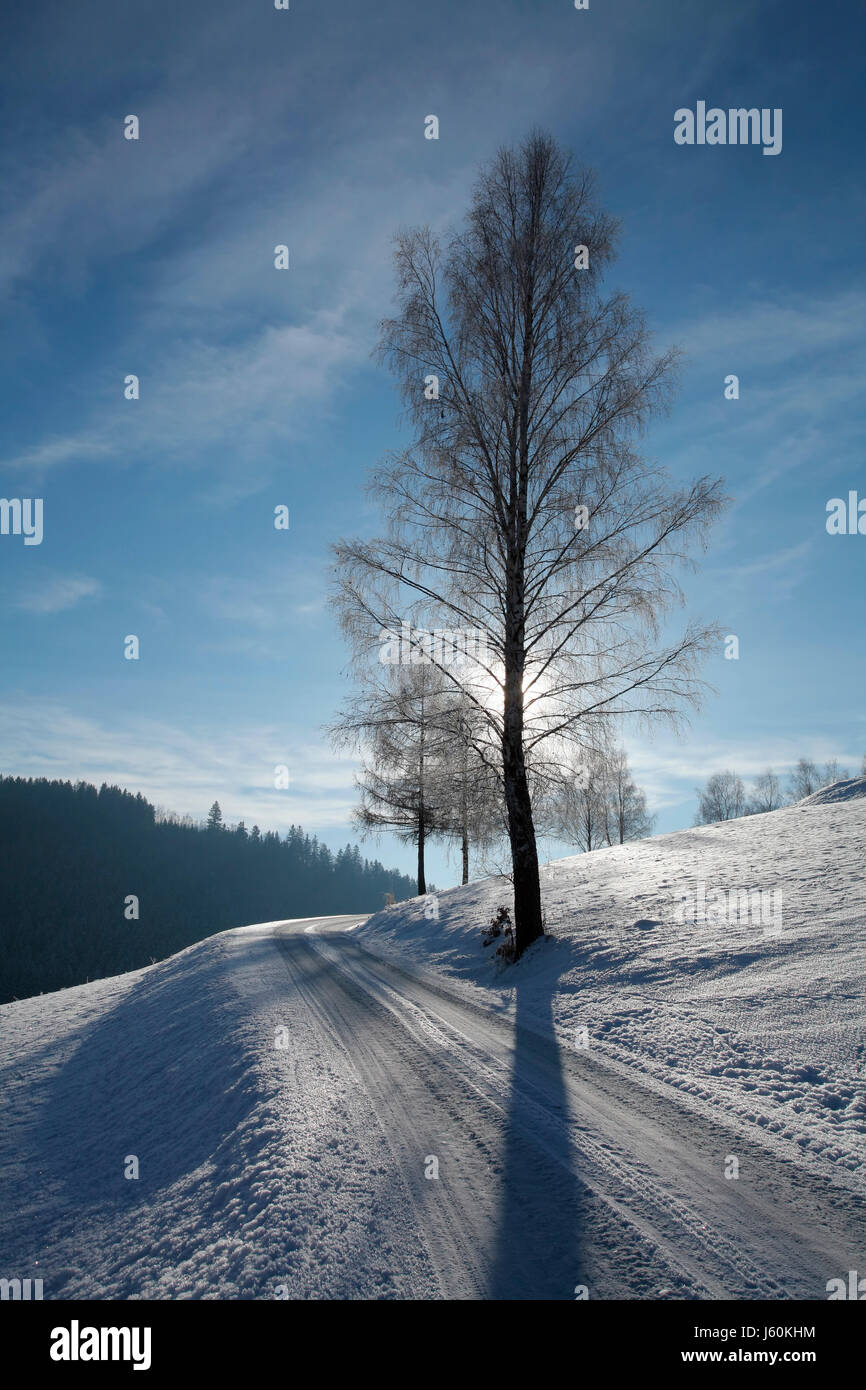 tree winter counter-light birch path way snow shine shines bright ...