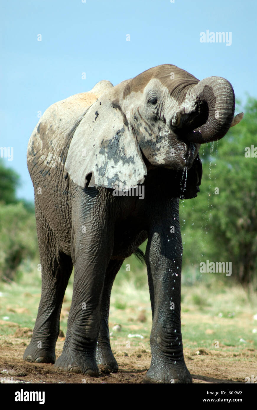 the elephant im etoscha national park,namib Stock Photo - Alamy