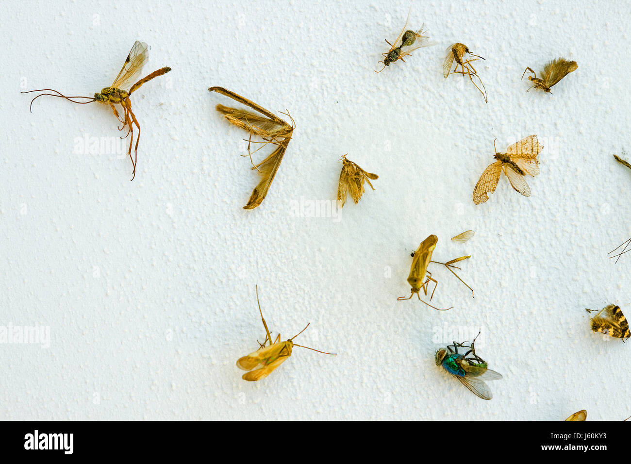 death insects summer summerly stick sticking cases annihilation trap ...