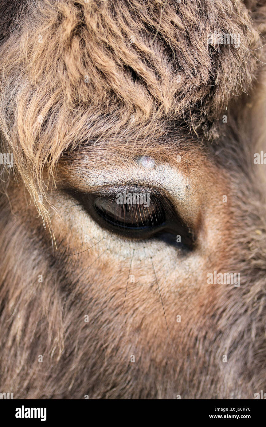 the donkey eye Stock Photo - Alamy
