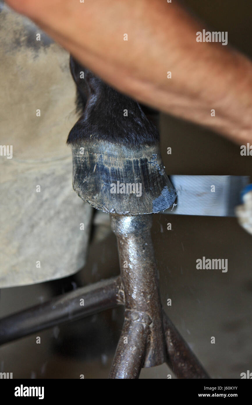 horse smith rasp horse smith rasp horseshoe hoofs pedicure huf ...