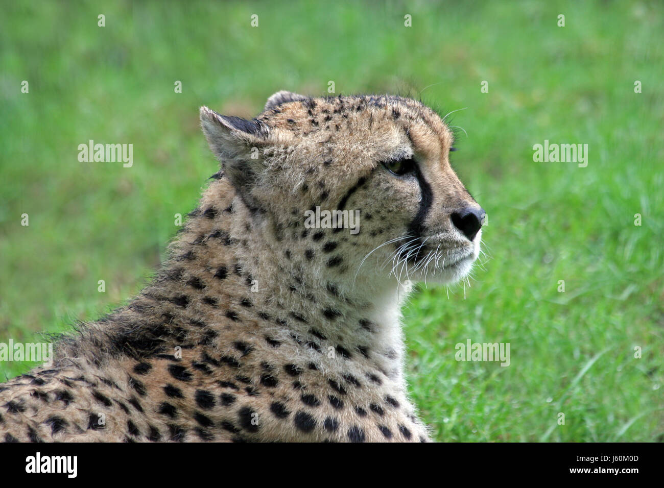 animal big cat feline predator skin predator cat cheetah rapidity ...