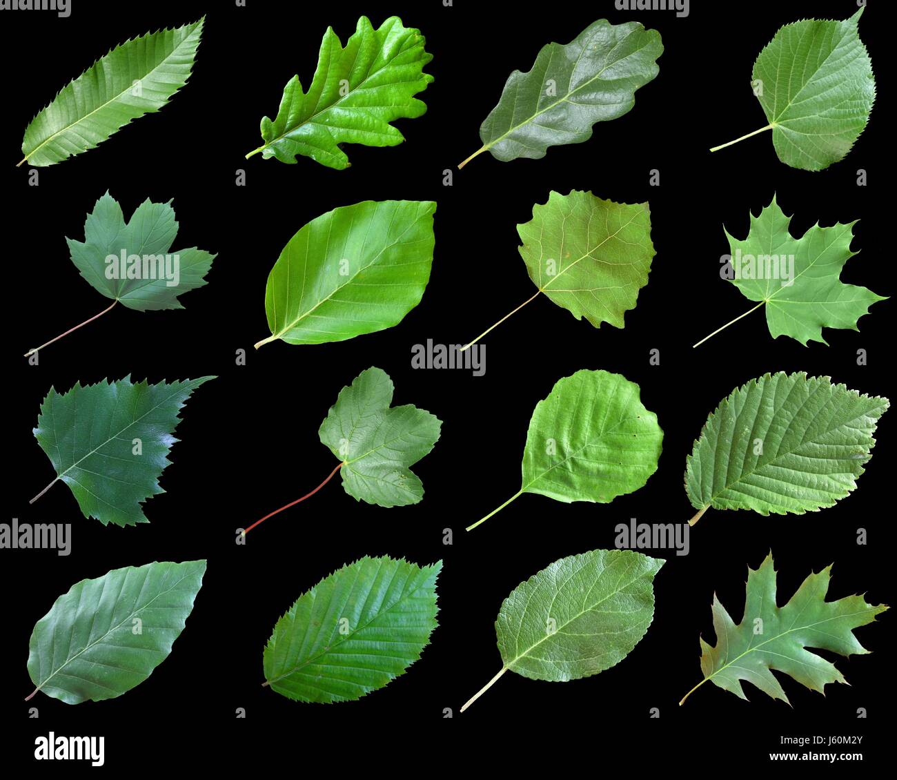 isolated optional green page sheet leaves foliage isolated optional ...